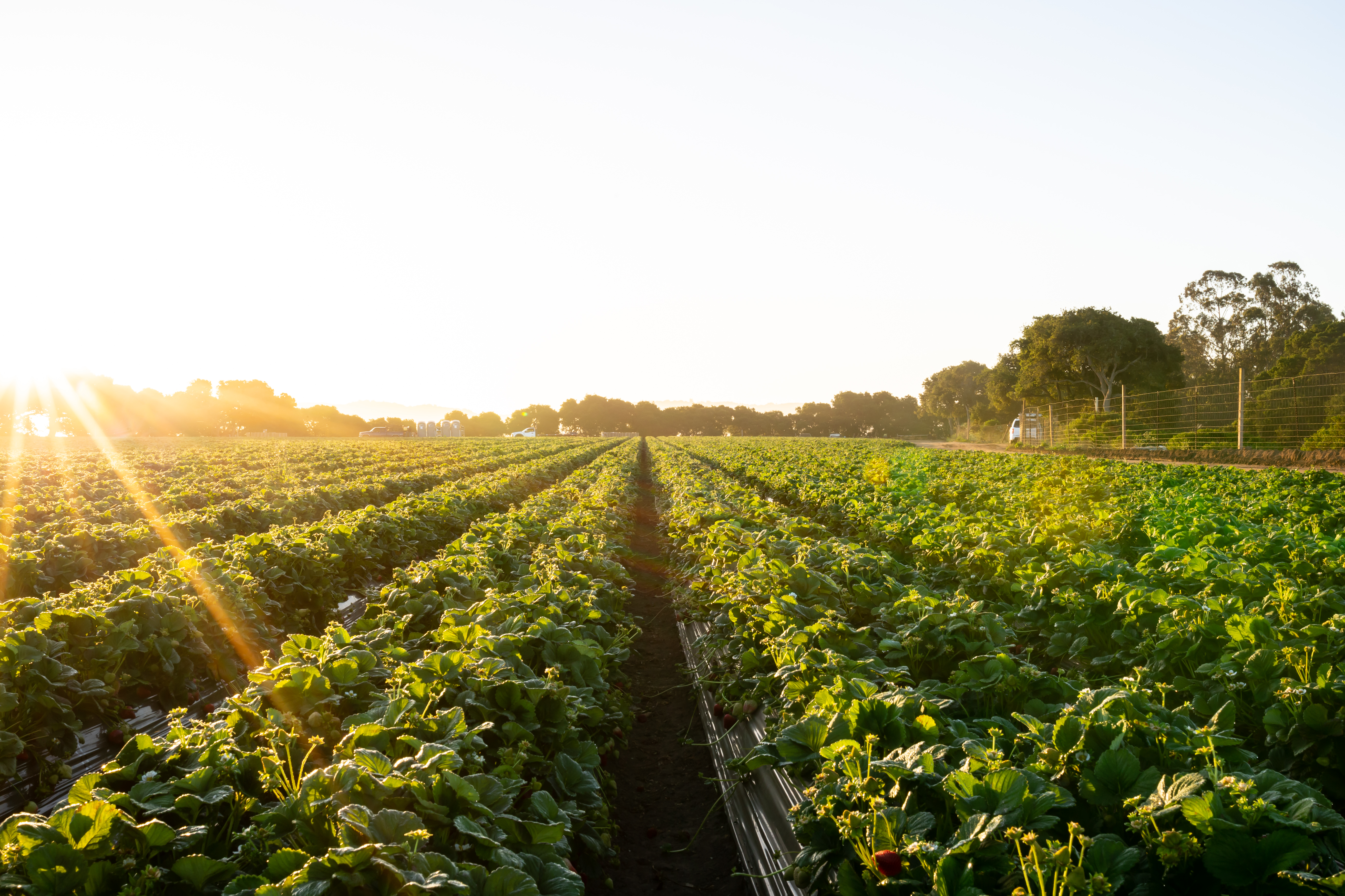 Berries Grown Sustainably with Earth’s Future in Mind
